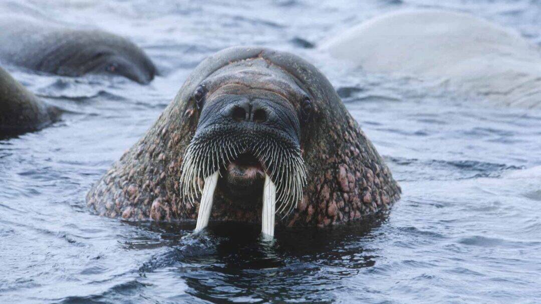Why Walruses Use Their Tusks Like Ice Picks - Animals Around The Globe