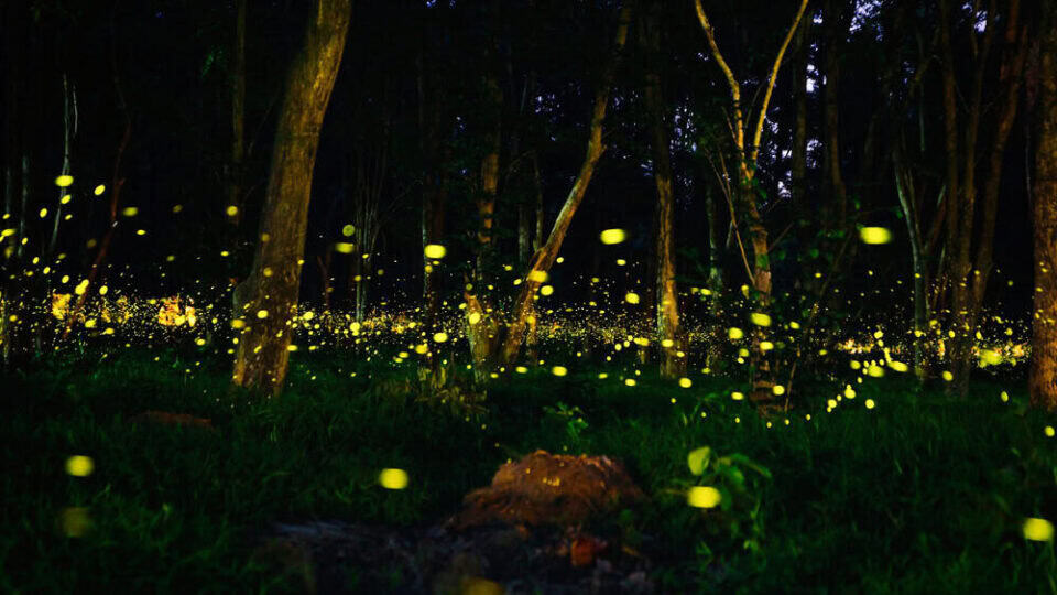 Best Time and Place to See Fireflies Light Up a Forest - Animals Around ...