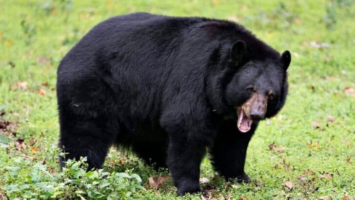 14 Myths About Bears That People Still Believe (But Should Not ...