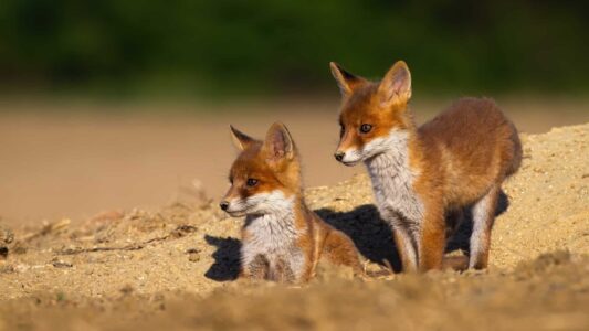 14 Fun Facts About Red Foxes You Did Not Know - Animals Around The Globe