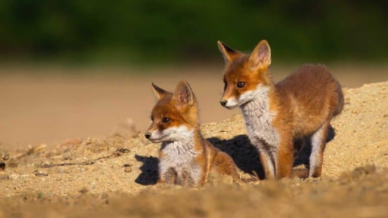 14 Fun Facts About Red Foxes You Did Not Know - Animals Around The Globe