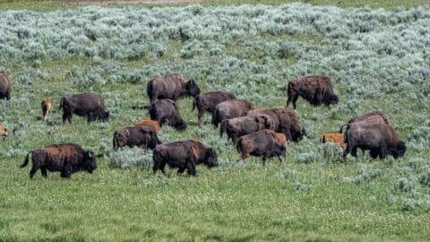 How Fast Can a Bison Run? Faster Than You Think - Animals Around The Globe