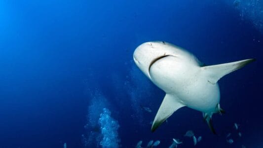 How Sharks Use Electroreception to Detect Prey - Animals Around The Globe