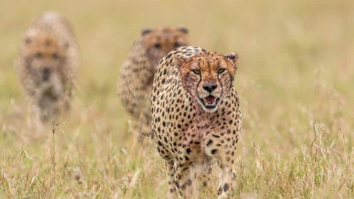Why Cheetahs Can’t Roar Like Lions or Tigers - Animals Around The Globe