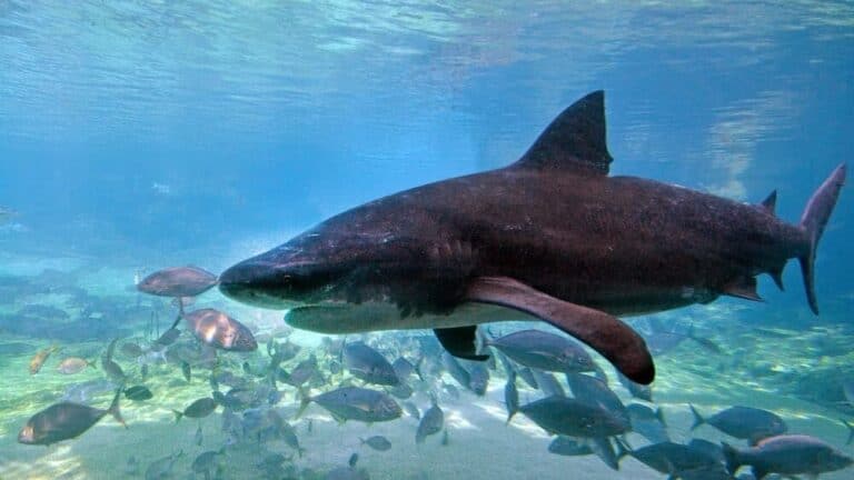 How Sharks Use Electroreception to Detect Prey - Animals Around The Globe