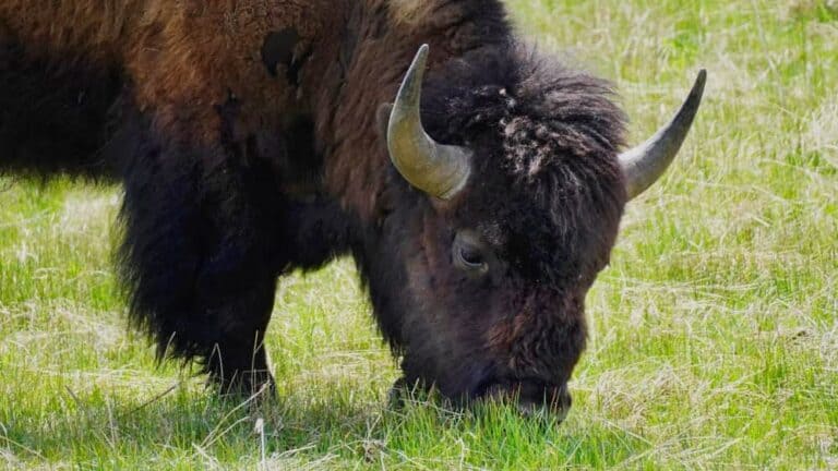 The Difference Between Bison and Buffalo (Explained) - Animals Around ...