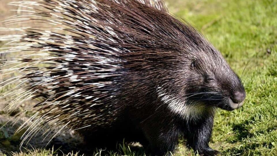 Why Porcupines Don’t Shoot Their Quills (But Still Defend Themselves ...