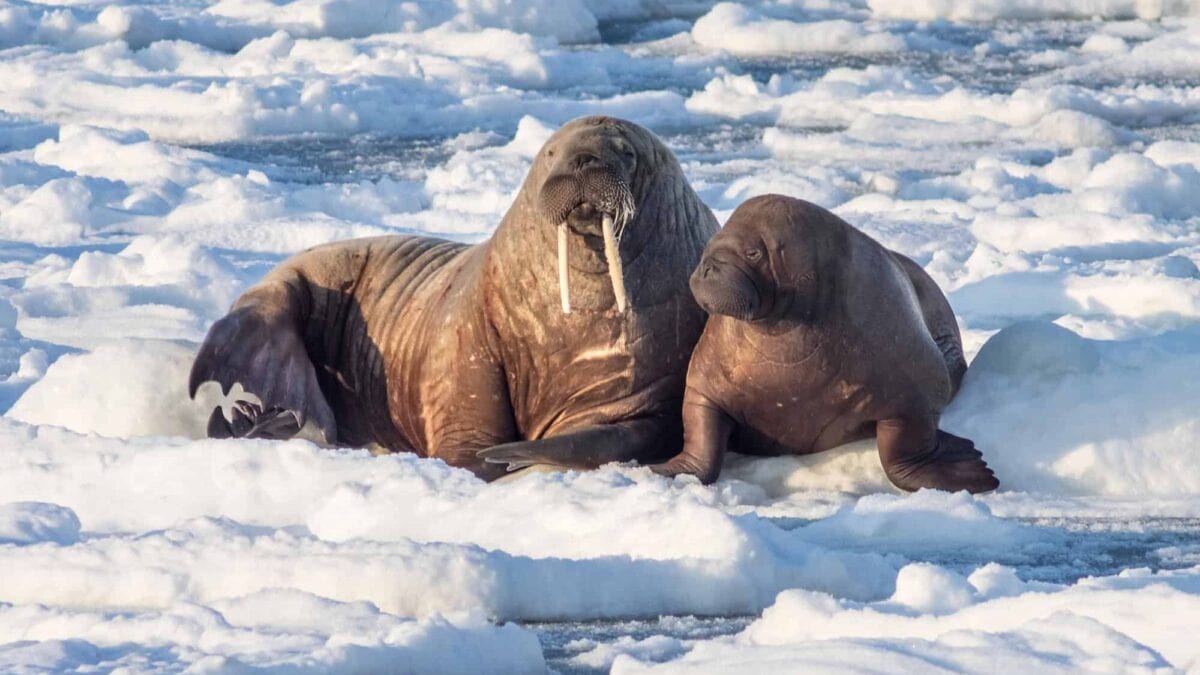 Why Walruses Use Their Tusks Like Ice Picks - Animals Around The Globe