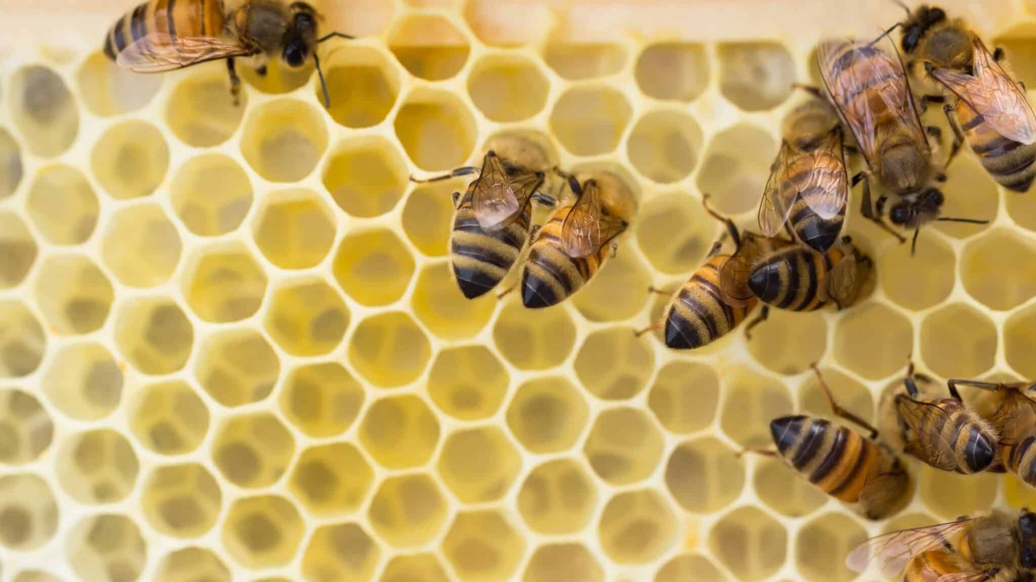 How Bees Were Once Believed to Be Messengers to the Gods