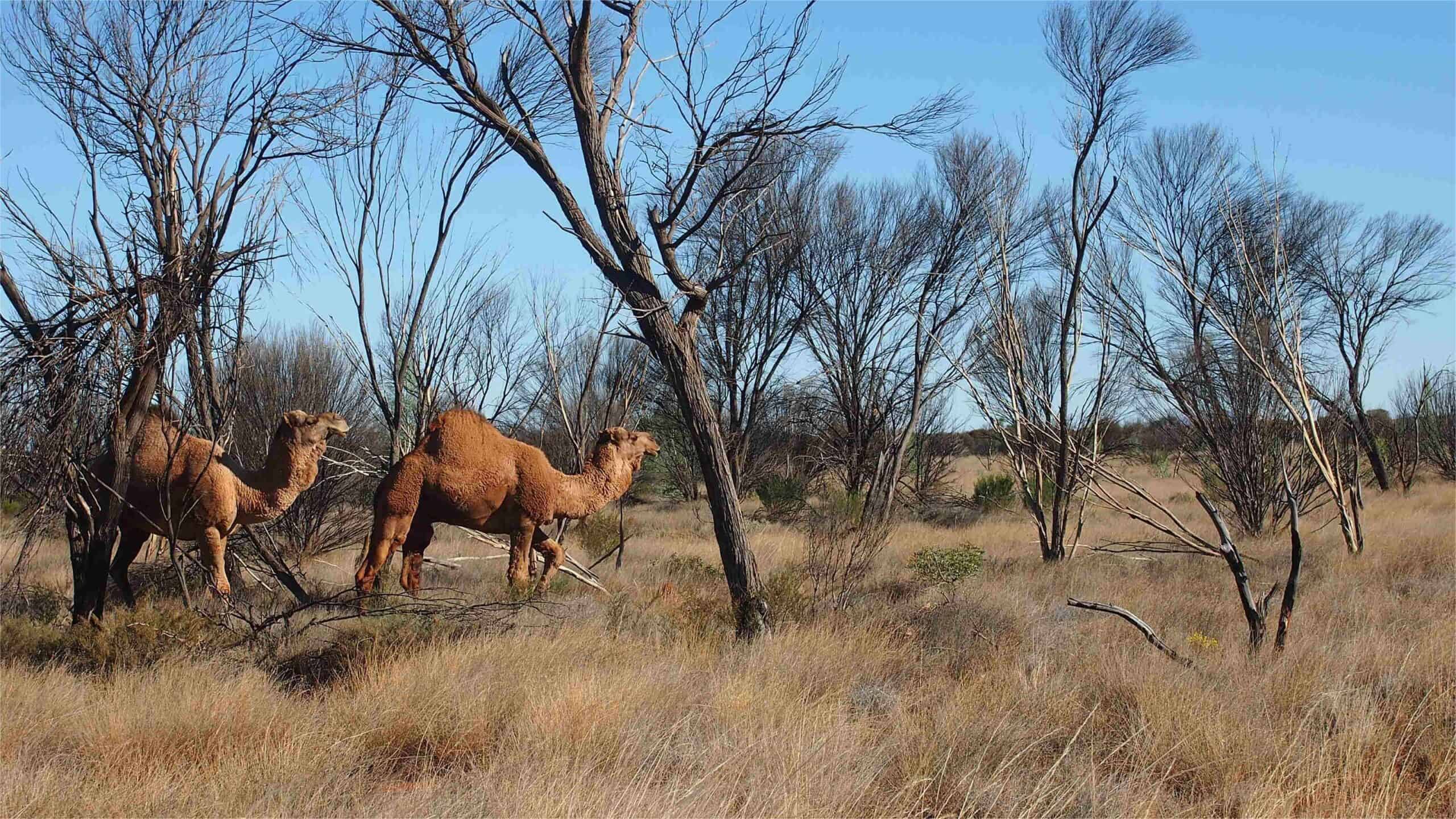 The Best Deserts for Spotting Camels in the Wild - Animals Around The Globe