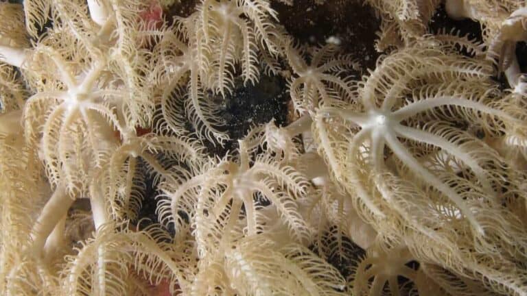 How Coral Polyps Work Together as One Super-Organism - Animals Around ...