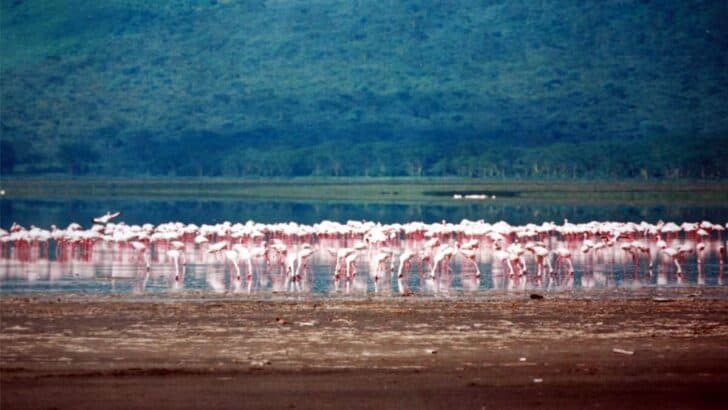 The Most Stunning Places to Observe Flamingos in the Wild - Animals ...