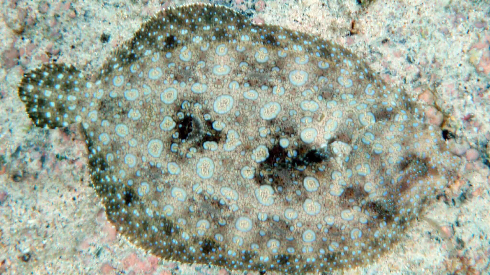 The Camouflage Tactics of the Peacock Flounder - Animals Around The Globe