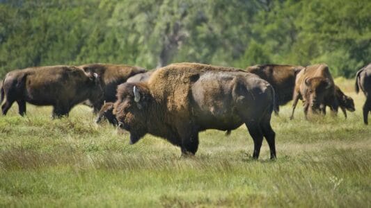 The Cultural Importance of Bison to Native American Tribes