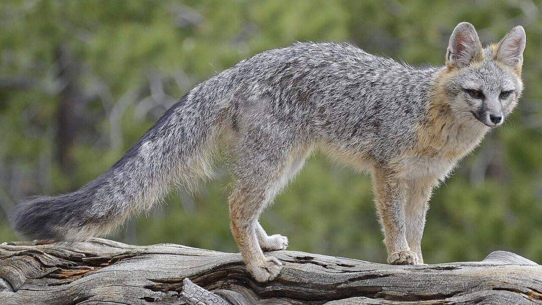 The Difference Between Red, Gray, and Arctic Foxes - Animals Around The ...