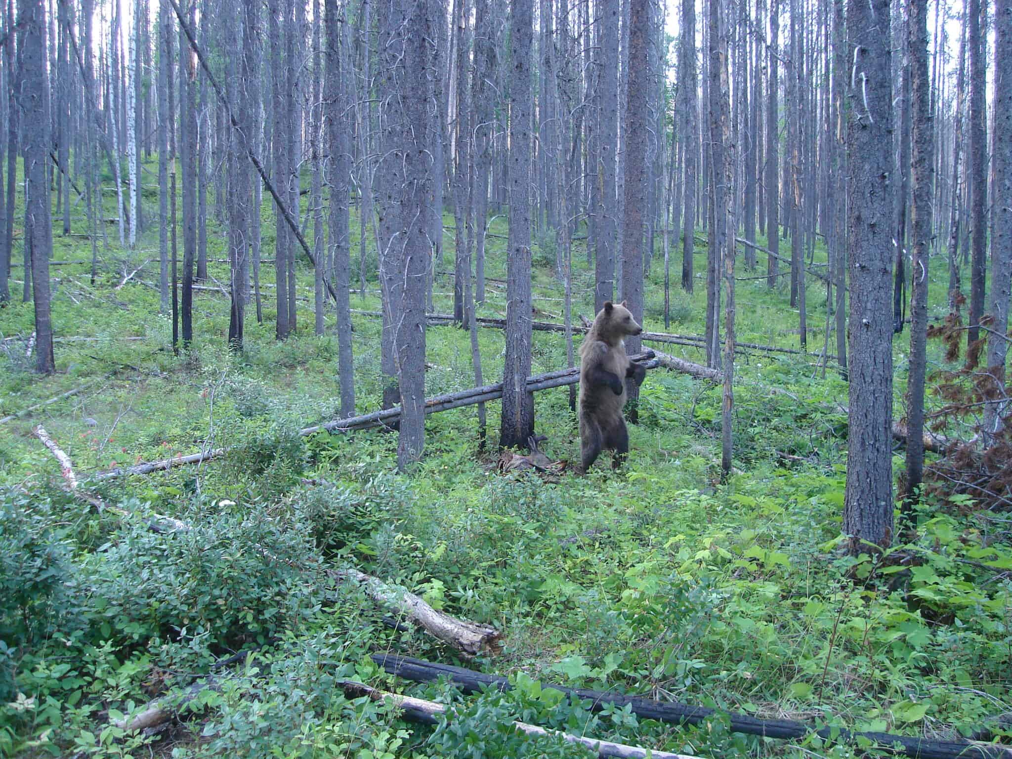 The Science Behind Bear Hibernation (and Why It’s Not True Sleep ...