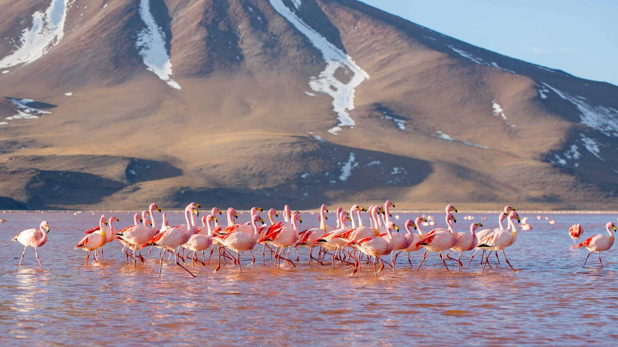 The Most Stunning Places to Observe Flamingos in the Wild - Animals ...