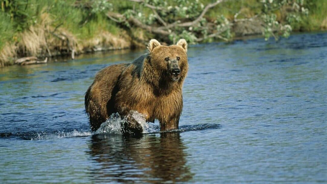 Bears - Animals Around The Globe