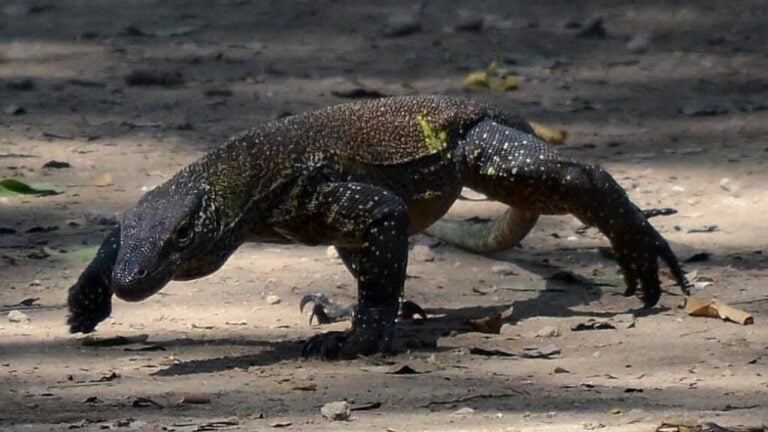 Crikey! Revisiting Steve Irwin’s Most Iconic Moments - Animals Around ...