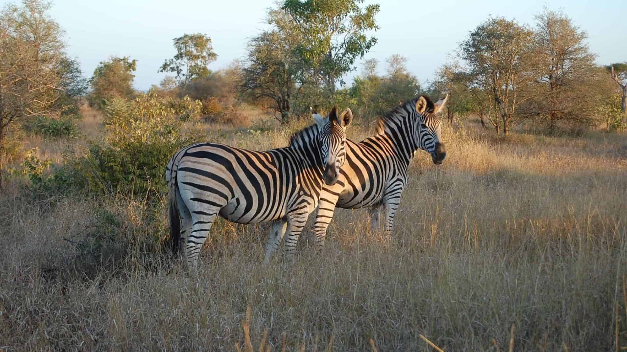The Lifespan of a Wild Zebra—and What Threatens It - Animals Around The ...