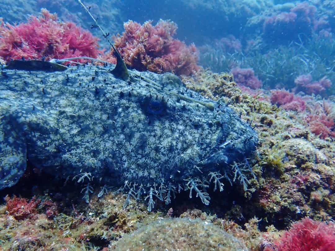The Bizarre Mating Ritual of the Deep-Sea Lophiiformes