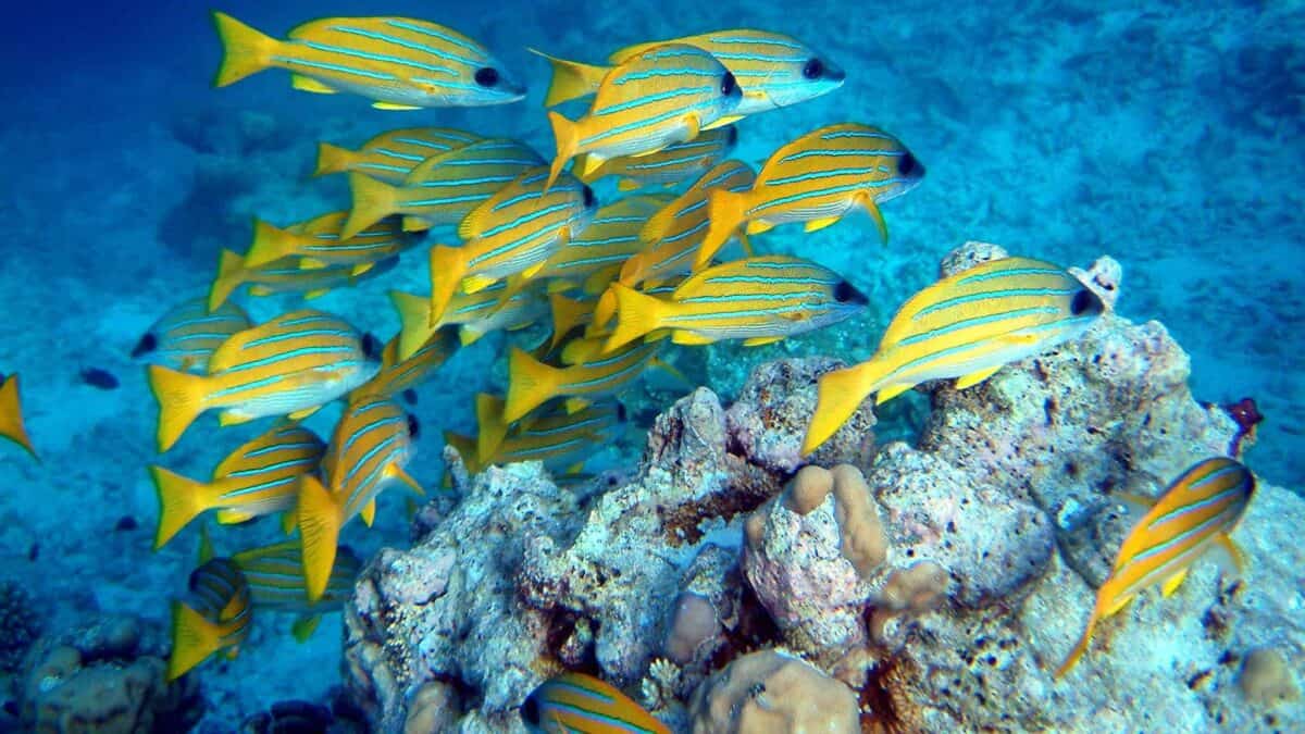 Why Some Fish Swim in Schools (and Others Don’t) - Animals Around The Globe