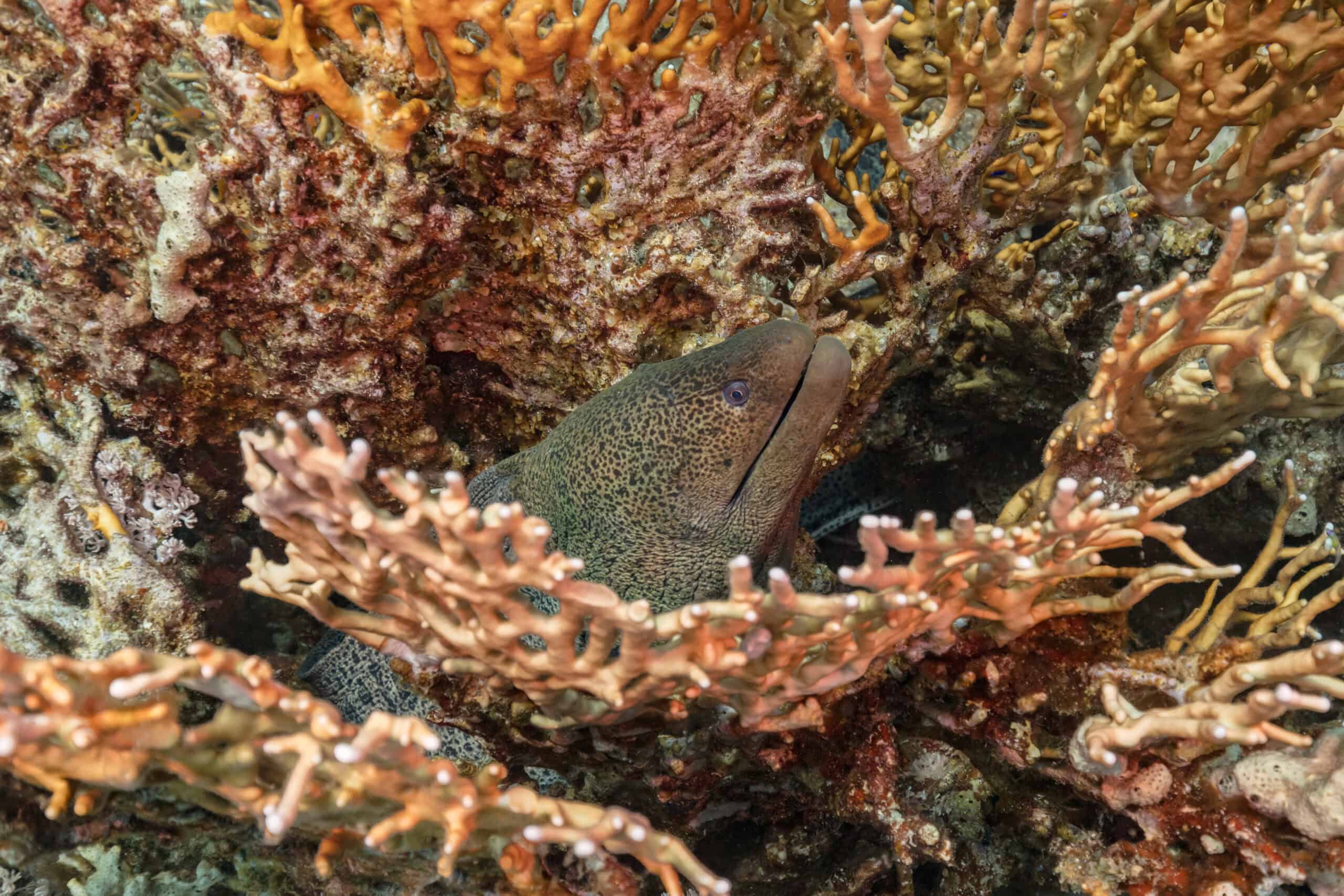 How the Moray Eel Hunts With a Second Set of Jaws - Animals Around The ...