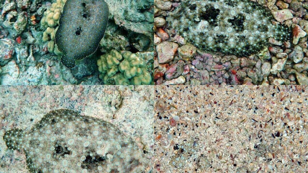 The Camouflage Tactics of the Peacock Flounder - Animals Around The Globe
