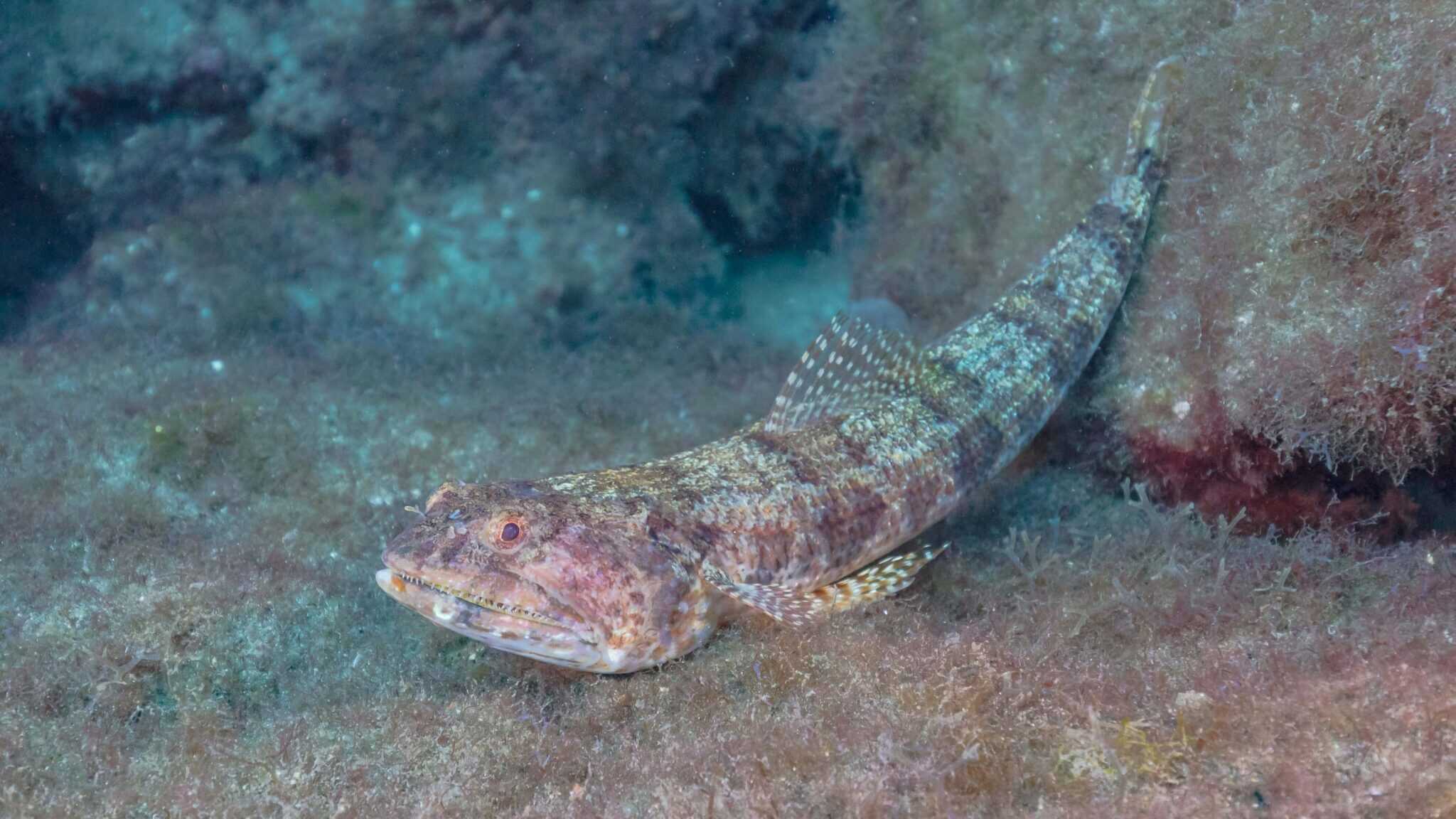 How Marine Life Survives Deep-Sea Pressure