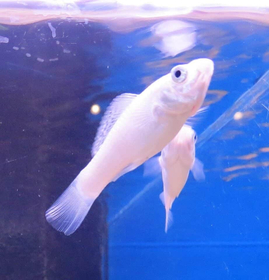 7 Algae-Eating Fish That Keep Tanks Clean And 3 That Add to the Mess ...
