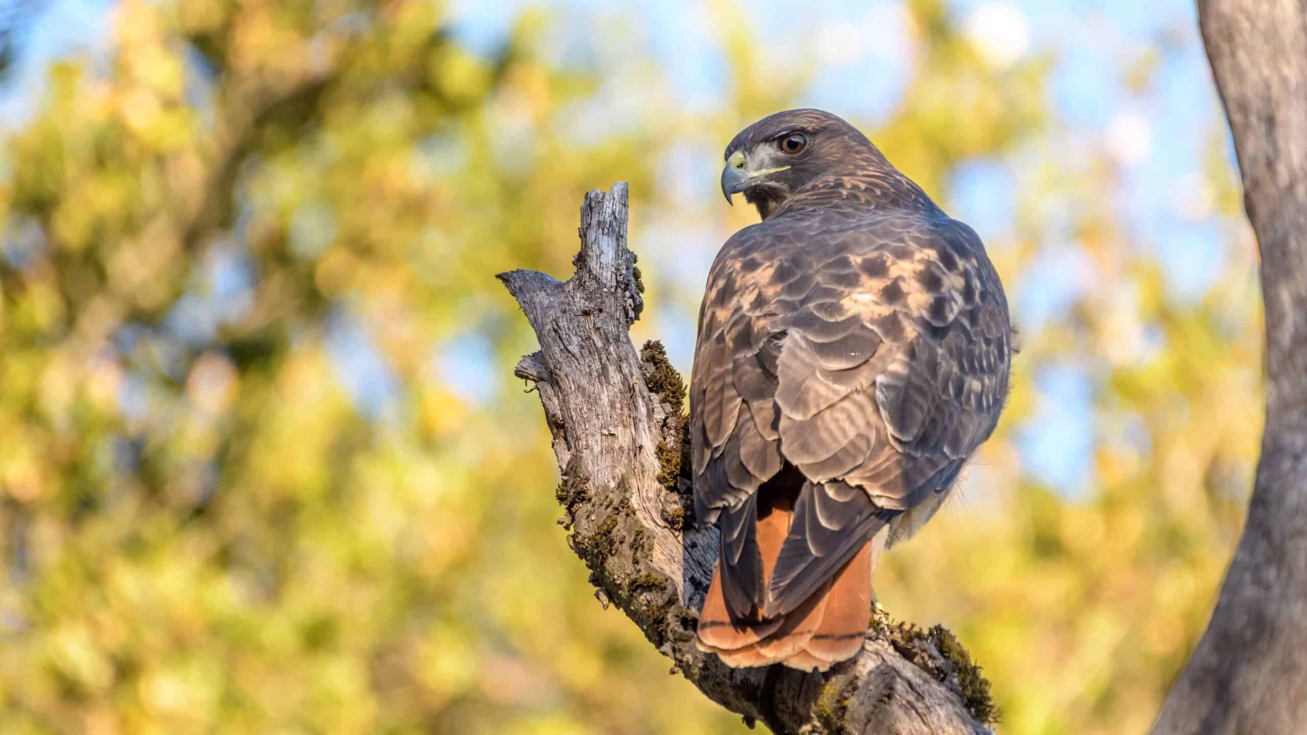 The Real Reason Bald Eagles Screech in Movies—It’s Not Their Voice ...