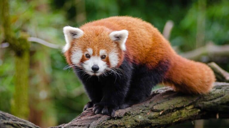 The Real-Life Animal Behaviors That Inspired Kung Fu Panda - Animals ...