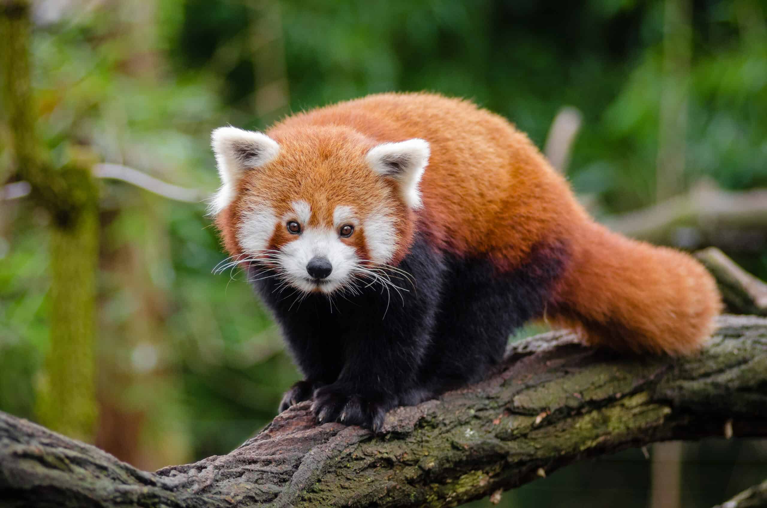 Red Pandas Use Their Tails Like Blankets - Animals Around The Globe