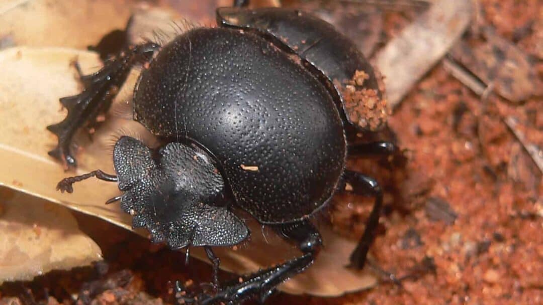 The Strongest Insect Alive Can Lift Over 1,000 Times Its Body Weight ...