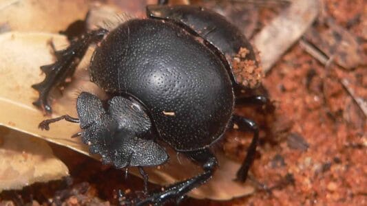 The Strongest Insect Alive Can Lift Over 1,000 Times Its Body Weight ...