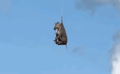 Latest News & Expert Insights from the Animal Kingdom - Animals Around ...