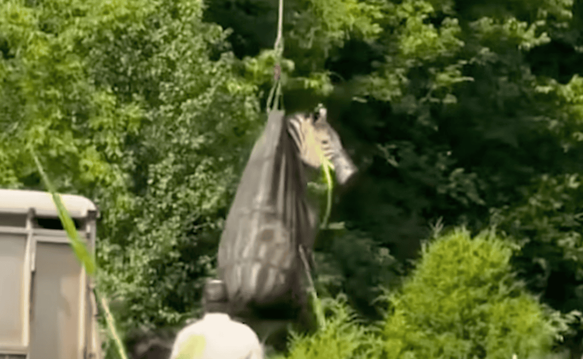 Ed the Zebra’s Great Escape - Animals Around The Globe
