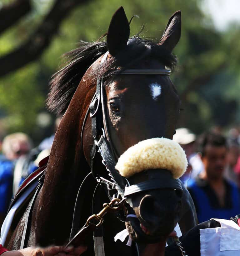 12 Historic Horses That Changed the World - Animals Around The Globe