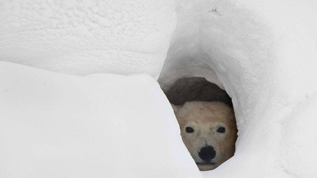 The Truth About Polar Bear Populations and Melting Ice - Animals Around ...