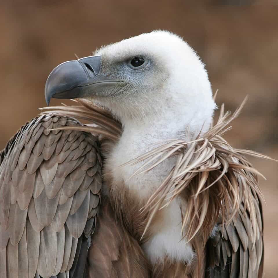 The Top 11 Most Googled Animal Hybrids - Animals Around The Globe