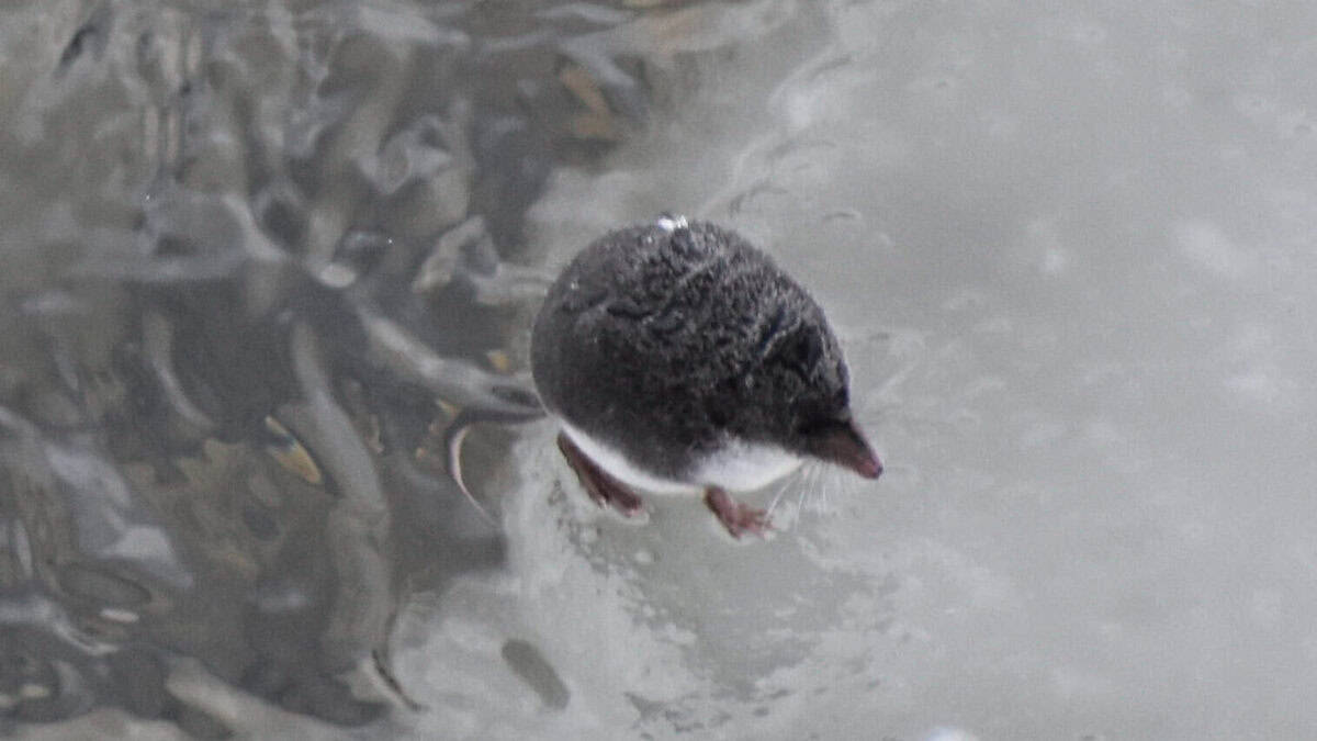 The Animals You Didn’t Know Live in the Rocky Mountains - Animals ...