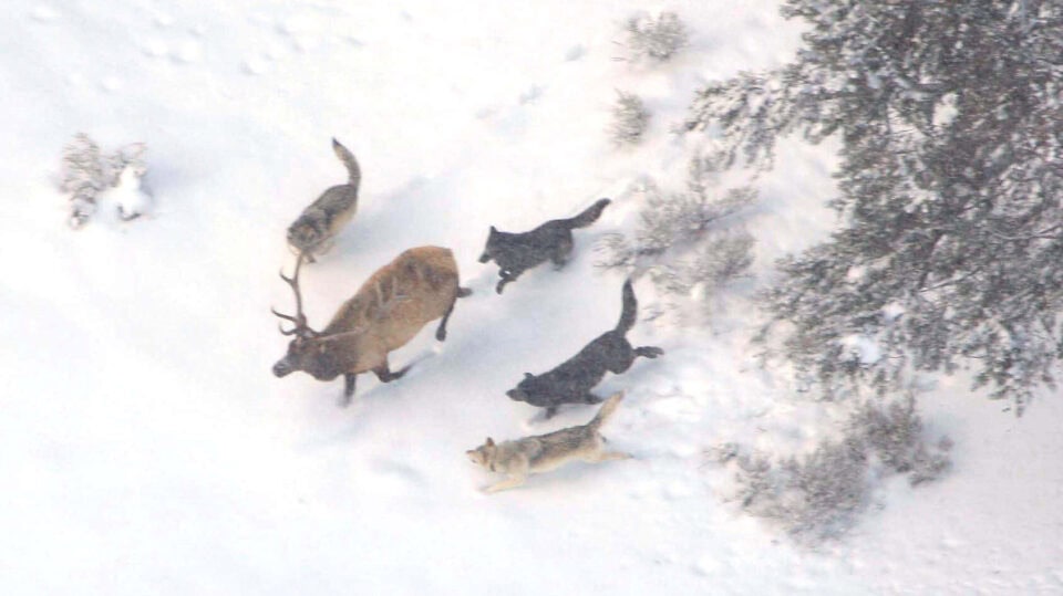 What Happens If an Ecosystem Loses Its Apex Predator - Animals Around ...