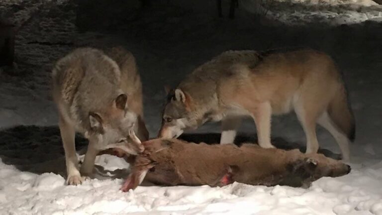 The Role of Wolves in Controlling Elk and Deer Populations - Animals ...
