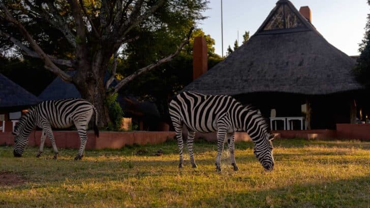 Can Zebras Be Domesticated Like Horses? - Animals Around The Globe