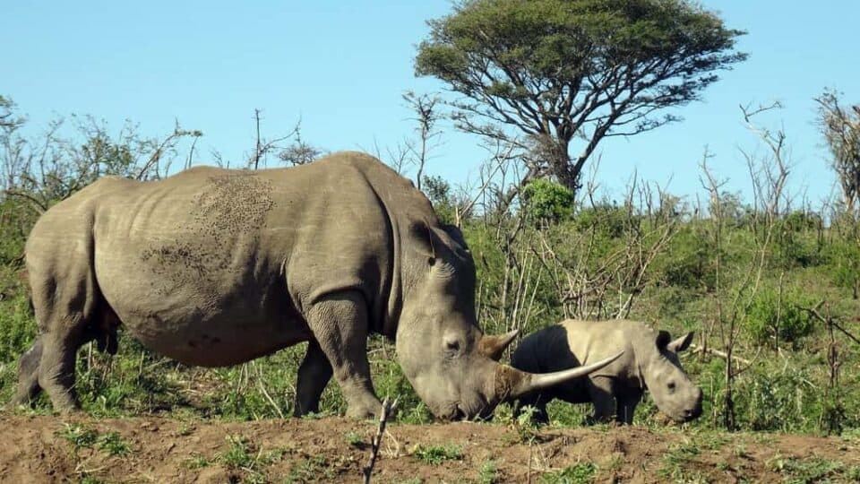 The Big 5 and Beyond: South Africa’s Role in Wildlife Heritage ...
