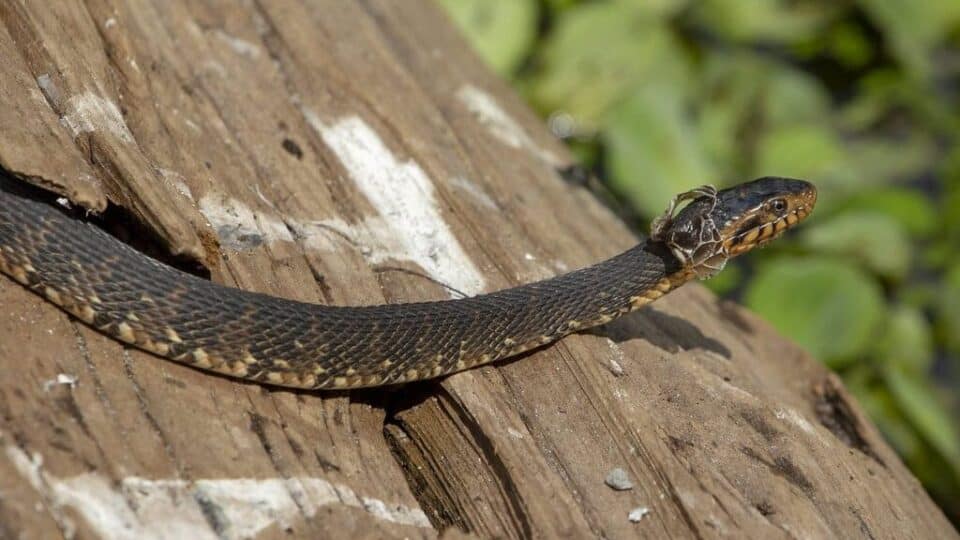 What Happens When a Snake Sheds Its Skin - Animals Around The Globe