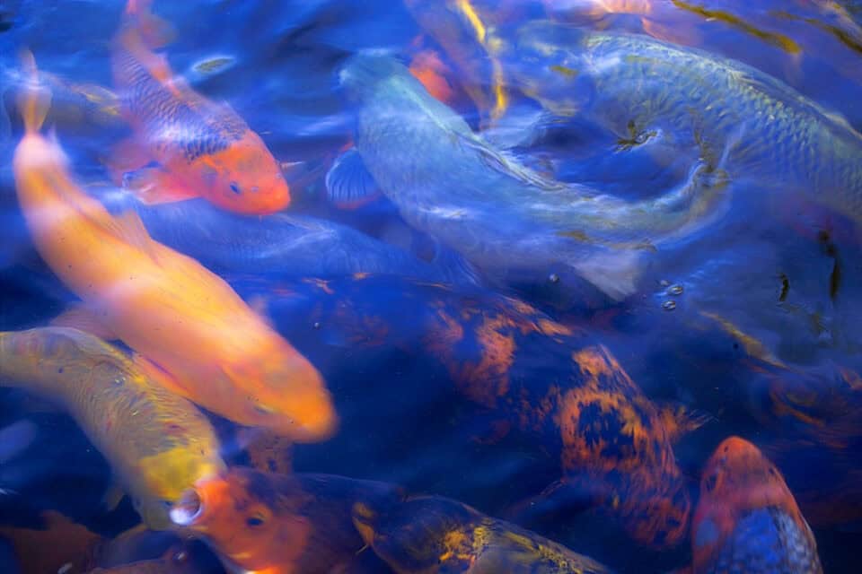 Do Fish Sleep? The Truth About Underwater Rest - Animals Around The Globe