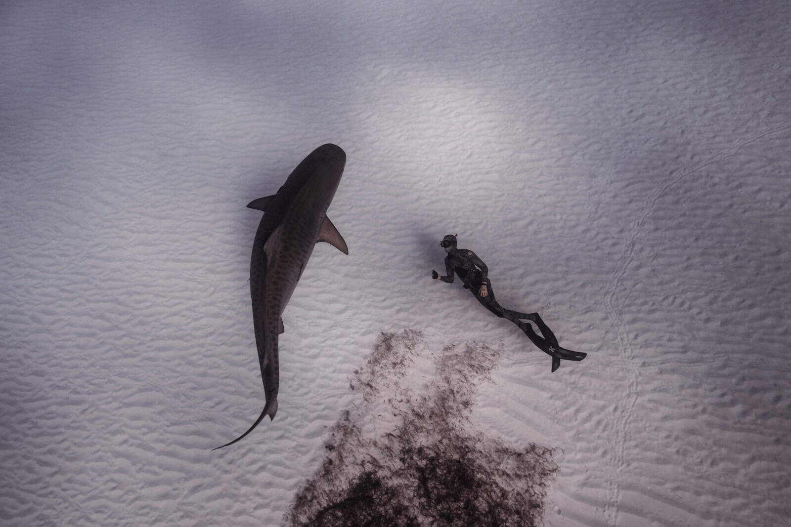 How Tiger Sharks Got Their Reputation as Ocean Scavengers - Animals ...