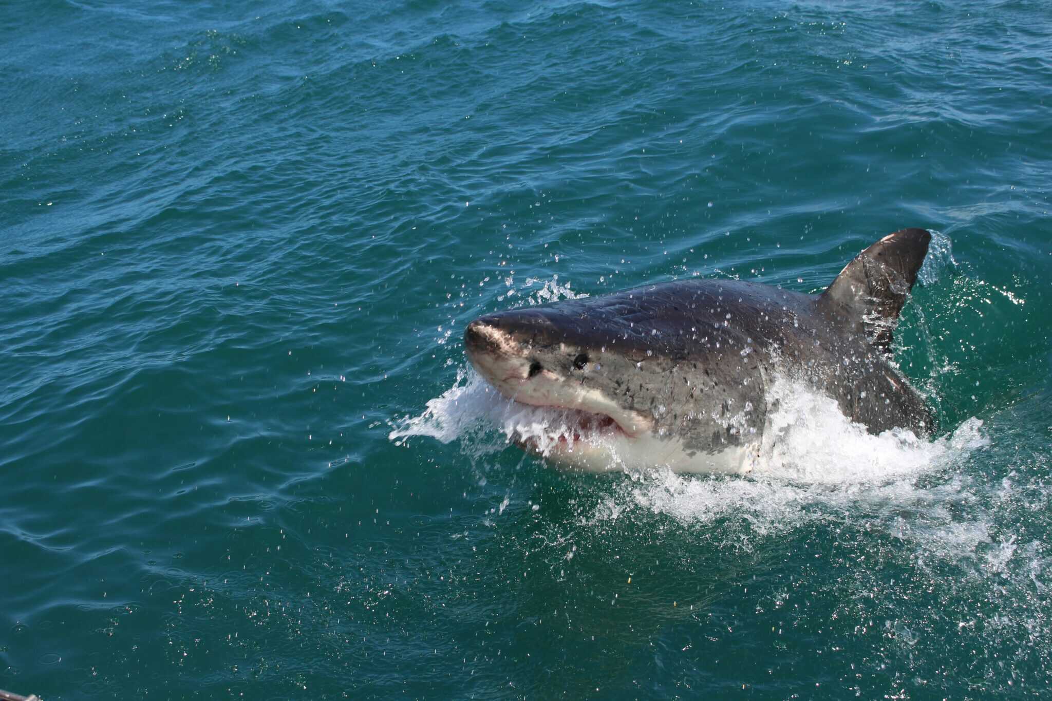 14 Fascinating Facts About the Great White Shark - Animals Around The Globe