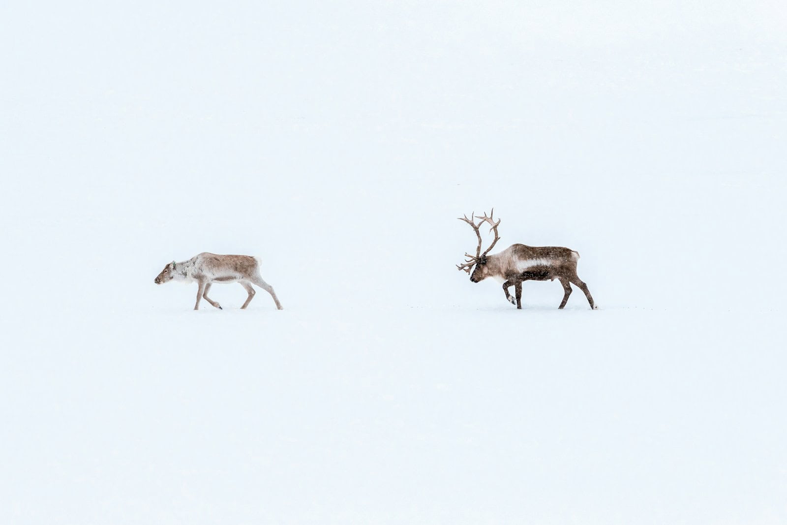 Where to See Reindeer in Their Native Arctic Landscape - Animals Around ...